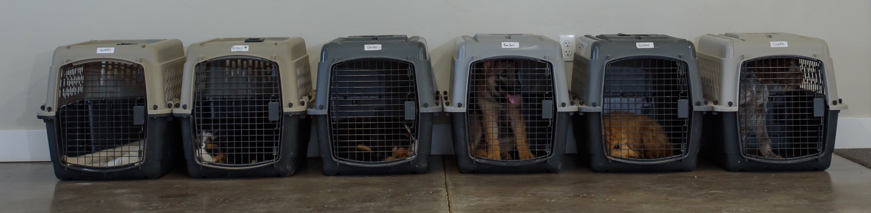 Puppy Steps Training | Puppy Steps for Success